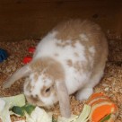 Home - CottonTails Rabbit & Guinea Pig RescueCottonTails Rabbit ...