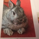 Home - CottonTails Rabbit & Guinea Pig RescueCottonTails Rabbit ...